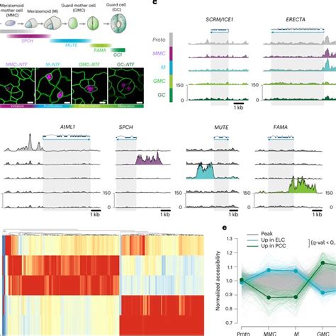Dynamics Of Accessible Chromatin Landscape During Stomatal Cell State