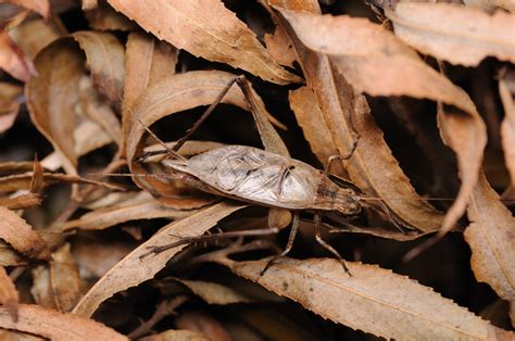 するがの虫日記 引きこもりがちな マツムシ