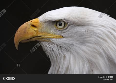 Bald Eagle Side View Image And Photo Free Trial Bigstock