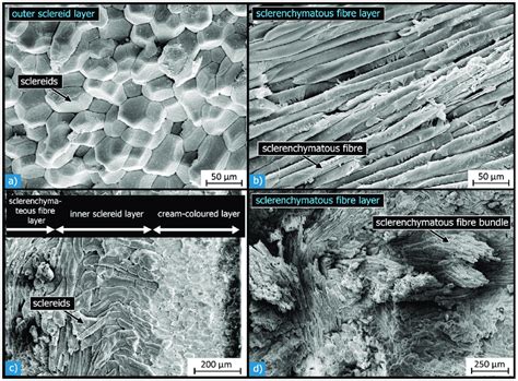 Sem Micrographs Of The Different Sclerenchymatous Layers A Outer Download Scientific Diagram