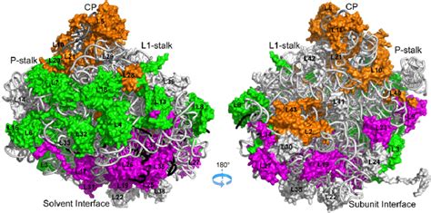 Correlation Between Function And Localization Of Rpls The Location Of Download Scientific