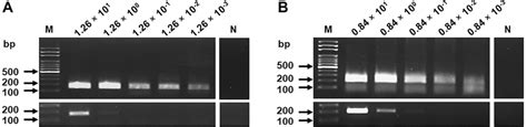 Sensitivity Of The Recombinase Polymerase Amplification Rpa Assay For Download Scientific