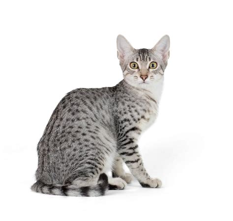Egyptian Mau Profile Find Paw Pal