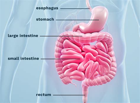 Crohns Disease Celiac Disease Foundation