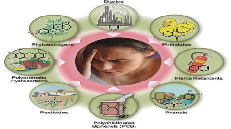 Understanding Endocrine Disruptors Risks And Implications Healthy Organic Essentials