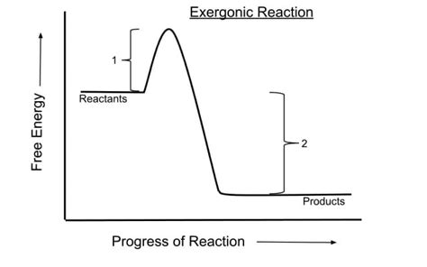 Exergonic Reaction Definition Examples And Quiz Biology Dictionary