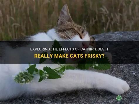 Exploring The Effects Of Catnip Does It Really Make Cats Frisky Shuncy