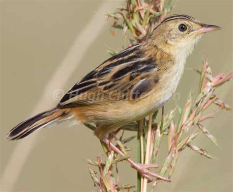 Hugh Chittenden Bird Photography South Africa
