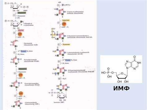 Биосинтез и катаболизм пуриновых и пиримидиновых нуклеотидов презентация доклад проект скачать