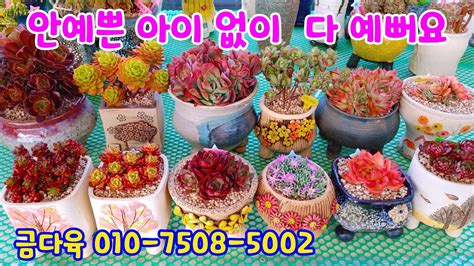 230329📍금다육 제스타철화 엔시노철화 샐러드볼 원종방울복랑금 플로리디티 덴트라쨈 러누 써브림 터치미 Youtube