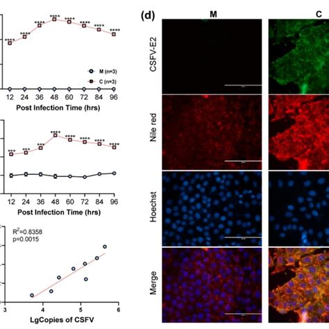 The Alterations Of Intracellular Cholesterol In Csfv Infected Pk 15 Download Scientific Diagram
