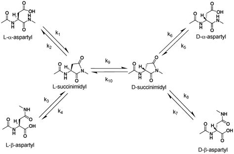 Pathways For Spontaneous Isomerization And Racemization Of Asp Residues