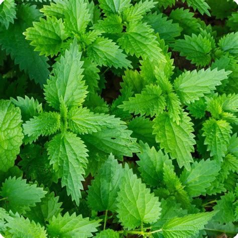 Stinging Nettle Sting