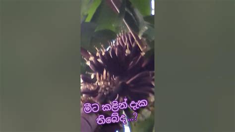 නැවුම් පලතුරු කන්න නම් පින කෙසේවෙතත් වවන්න ඕනෑ ️ ️ ️ Youtube