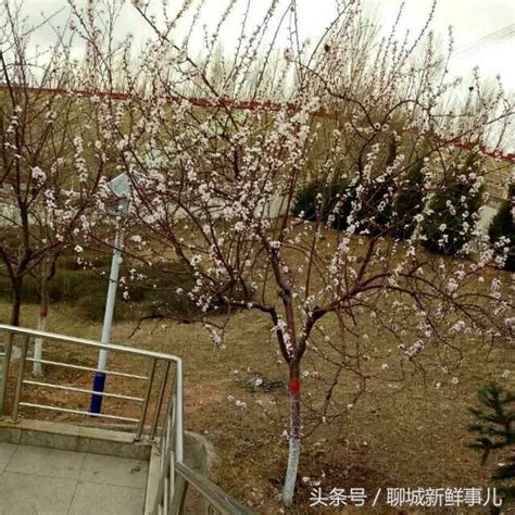 綠油油的麥苗只有在農村才能看的到農村里也是一道風景 每日頭條