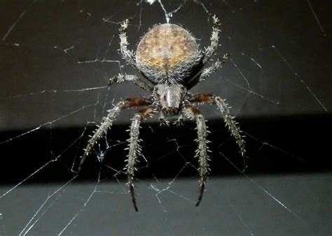 Orb Weavers Artists And Architects Of The Insect World Topanga New Times