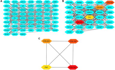 identification and validation of key genes in gastric cancer insights