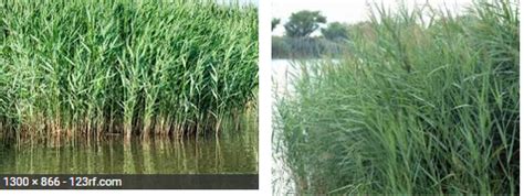 Aquatic Plants Flashcards Quizlet