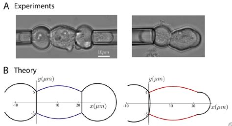 Comparison Of Test And Theory For Axisymmetric Deformation Of Cells
