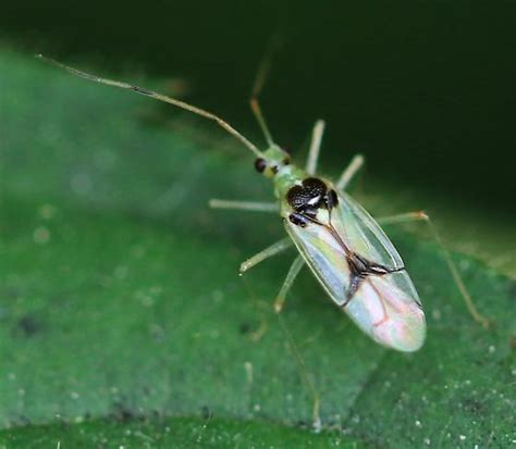True Bug Hyaliodes BugGuide Net
