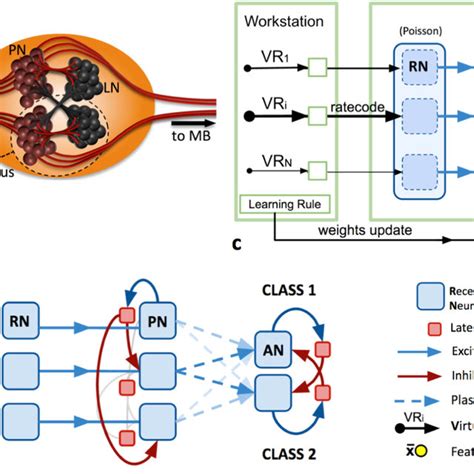 A Schematic Of The Insect Antennal Lobe Al Olfactory Receptor Download Scientific Diagram