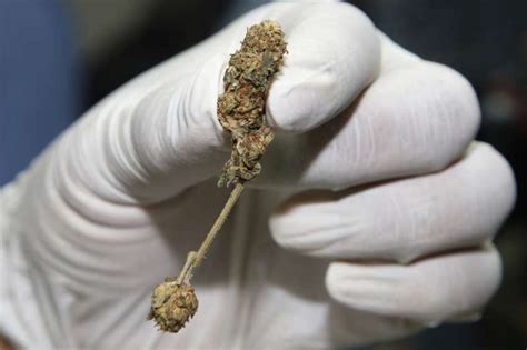 2020美國大選》多州大選綁公投！紐澤西州通過娛樂用大麻合法化 俄勒岡州通過全部毒品除罪化 風傳媒