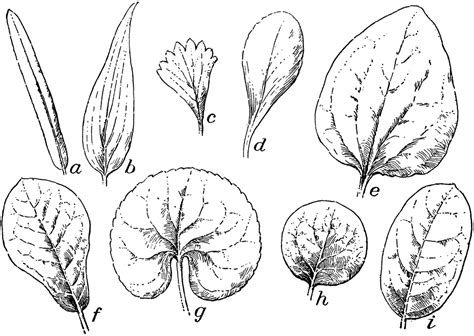 Leaf Shapes Clipart Etc