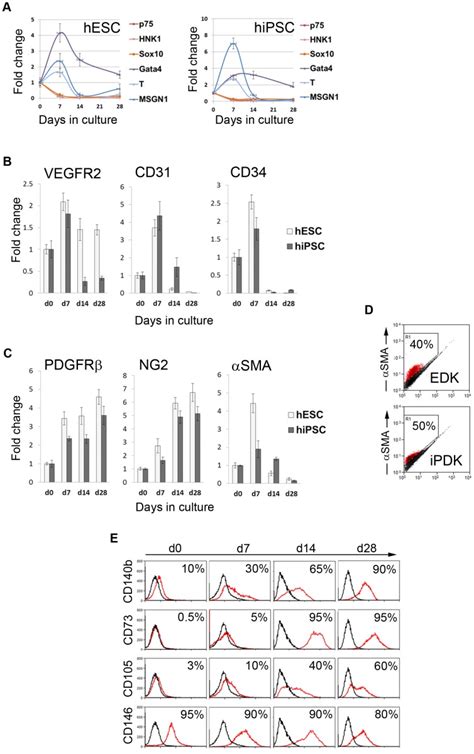 A Real Time Rt Pcr Analysis Of Neural Crest And Mesodermal Markers
