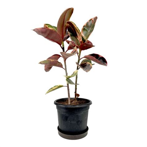 Rubber Tree Ruby Mashtal Garden Centers