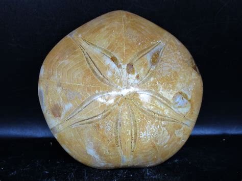 This Was A Genus Of Extinct Prehistoric Fossils This Was A Genus Of Extinct Prehistoric Fossils