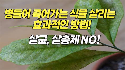 병들어 죽어가는 식물 살리는 효과적인 방법 살균 살충제 No 홈가드닝 아파트정원 Homegardening Youtube