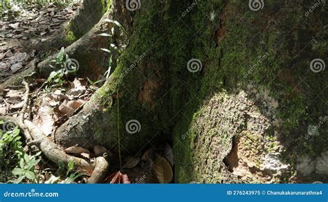 A Tree With Large Fruits Royalty Free Stock Photo CartoonDealer Com