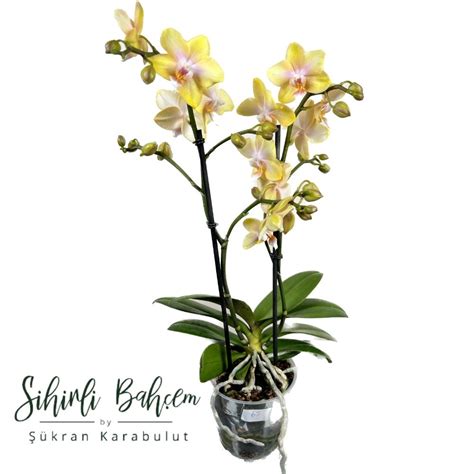 65 Phal Yellow Lime İthal2 Dalhafif Kokulu Sihirli Bahçem