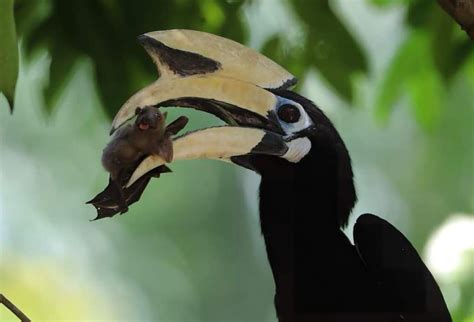 Oriental Pied Hornbill With A Bat R Hardcorenature