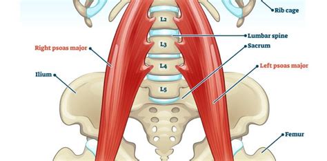 Understanding The Psoas Muscle Of The Soul Plexus Products Psoas