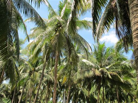 Xin Chao BEN TRE THE WORLD OF COCONUTS