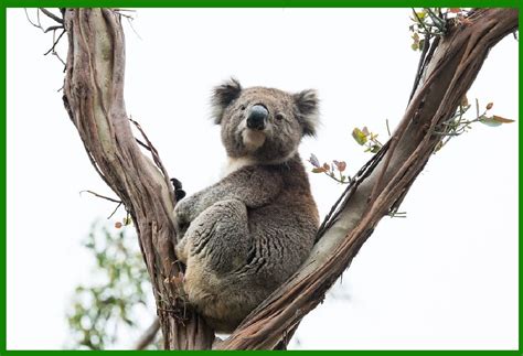 Encoding Of The Australia Post Barcode