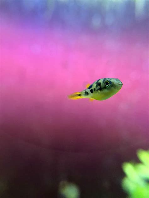 Disco Puffer This Guy Looks Like He Likes To Party R Aquariums