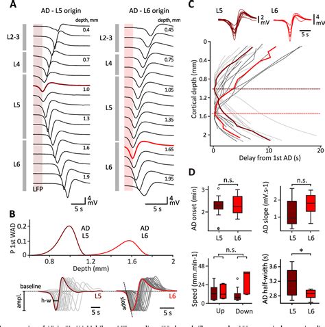 Figure 3 From Laminar Organization Of Neocortical Activities During Systemic Anoxia Semantic