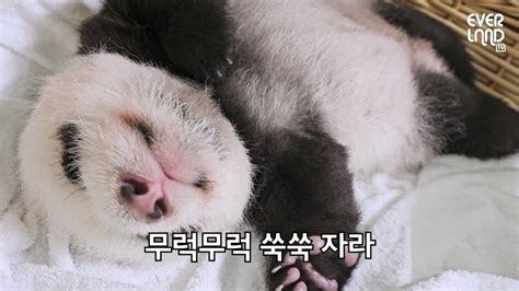 에버랜드 쌍둥이 판다이름 짓기 투표 시작 유머움짤이슈 에펨코리아