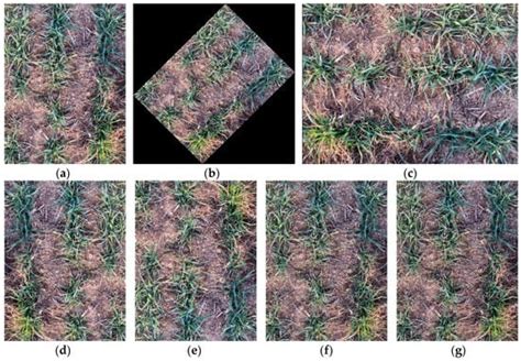 Yolov8 Model For Weed Detection In Wheat Fields Based On A Visual