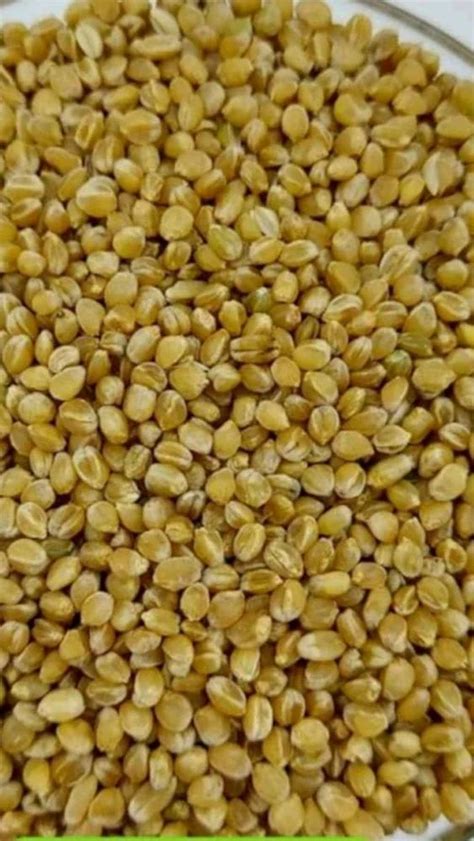 Organic Wheat At ₹ 45kg Jaipur Id 2855028273630