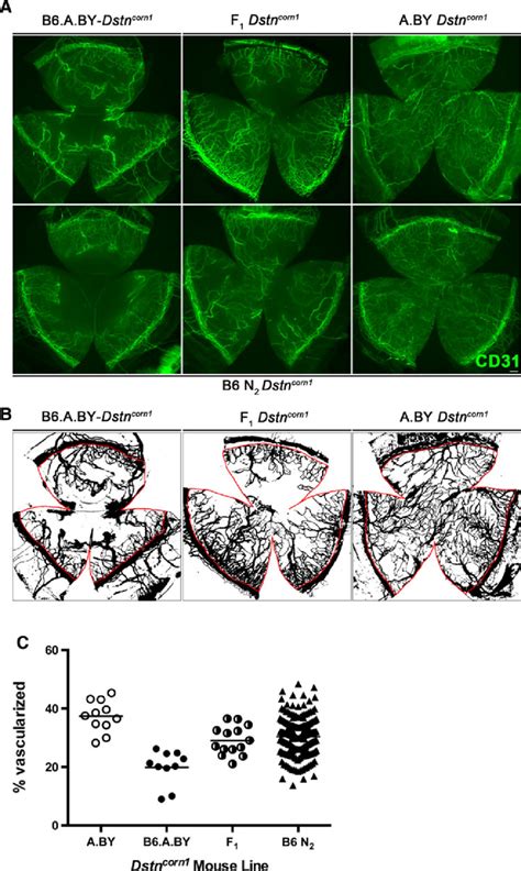 Corneal Neovascularization Resulting From The Dstn Corn1 Mutation Is Download Scientific