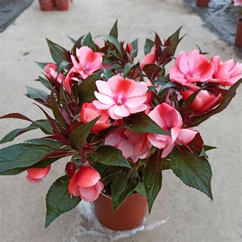 新几内亚凤仙花和凤仙花的区别 藤本月季网
