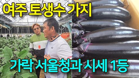 여주 토생수 가지 하루 수확량 120박스 상품성 가락시장 서울 청과 시게 1등 토생수로 잘 키운 가지가 올해도 풍년이 났습니다