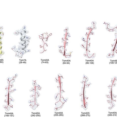 Examples Of The Fit Of The Models Into Density Maps Density Maps Grey