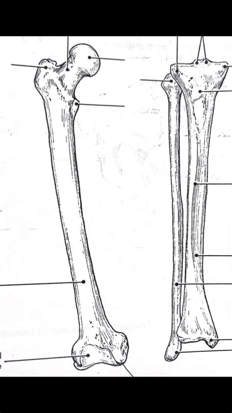 Anatomy Femur Tibia Fibia Diagram Quizlet