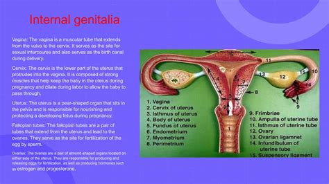 Reproductive System Ppt