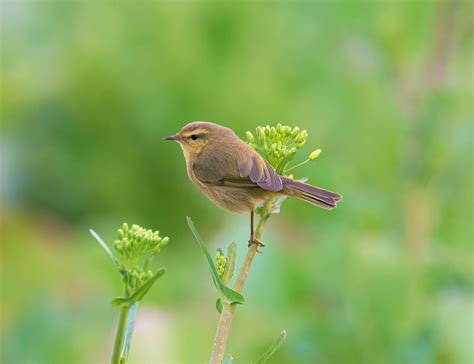 Plain Prinia Unveiling The Wonders Of This Unique Bird Species The Worlds Rarest Birds