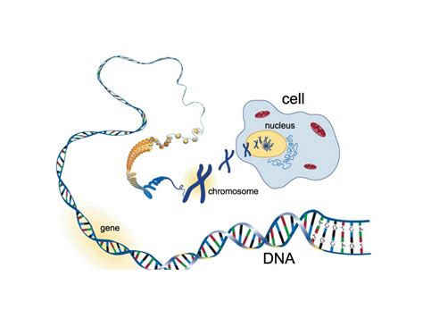 Solution Gene Structure Studypool
